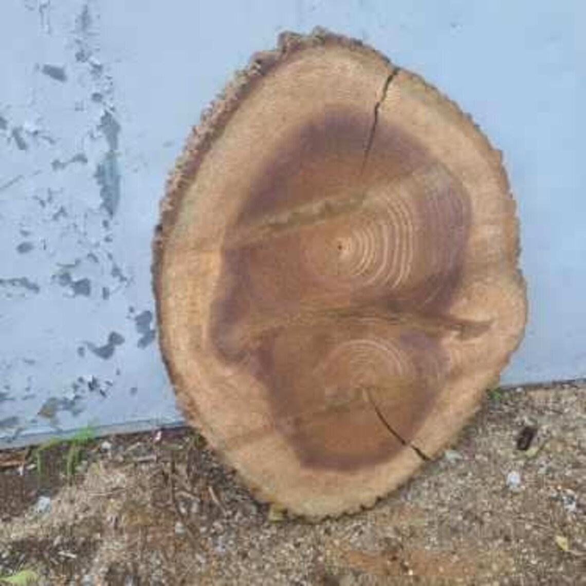 Nature's Elegance: Black Walnut Rounds Collection - Etsy