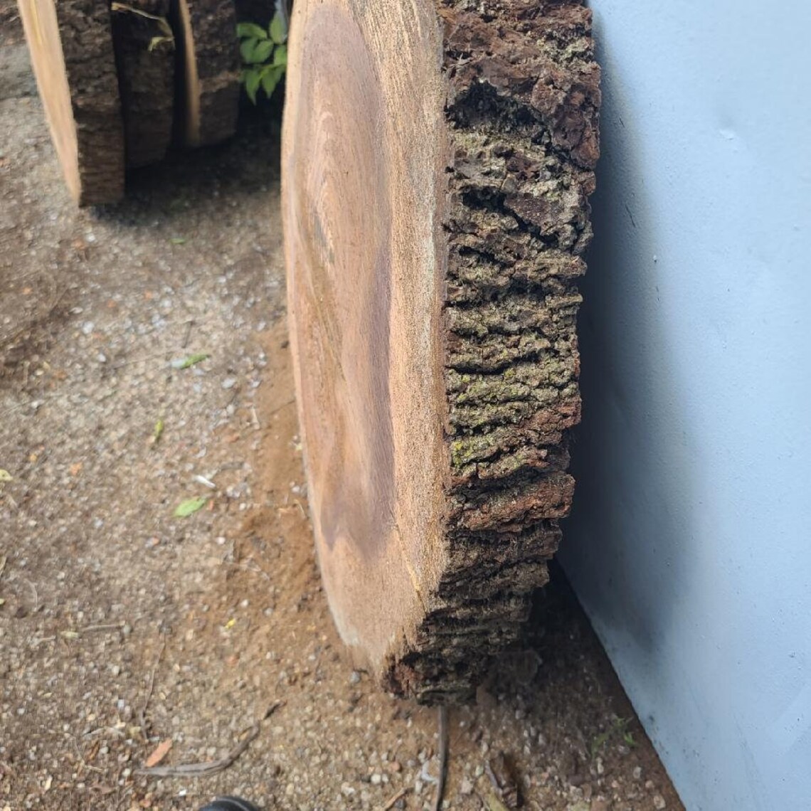 Nature's Elegance: Black Walnut Rounds Collection - Etsy