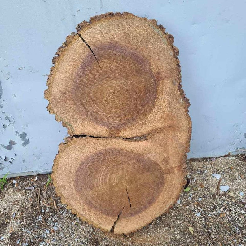 Nature's Elegance: Black Walnut Rounds Collection - Etsy