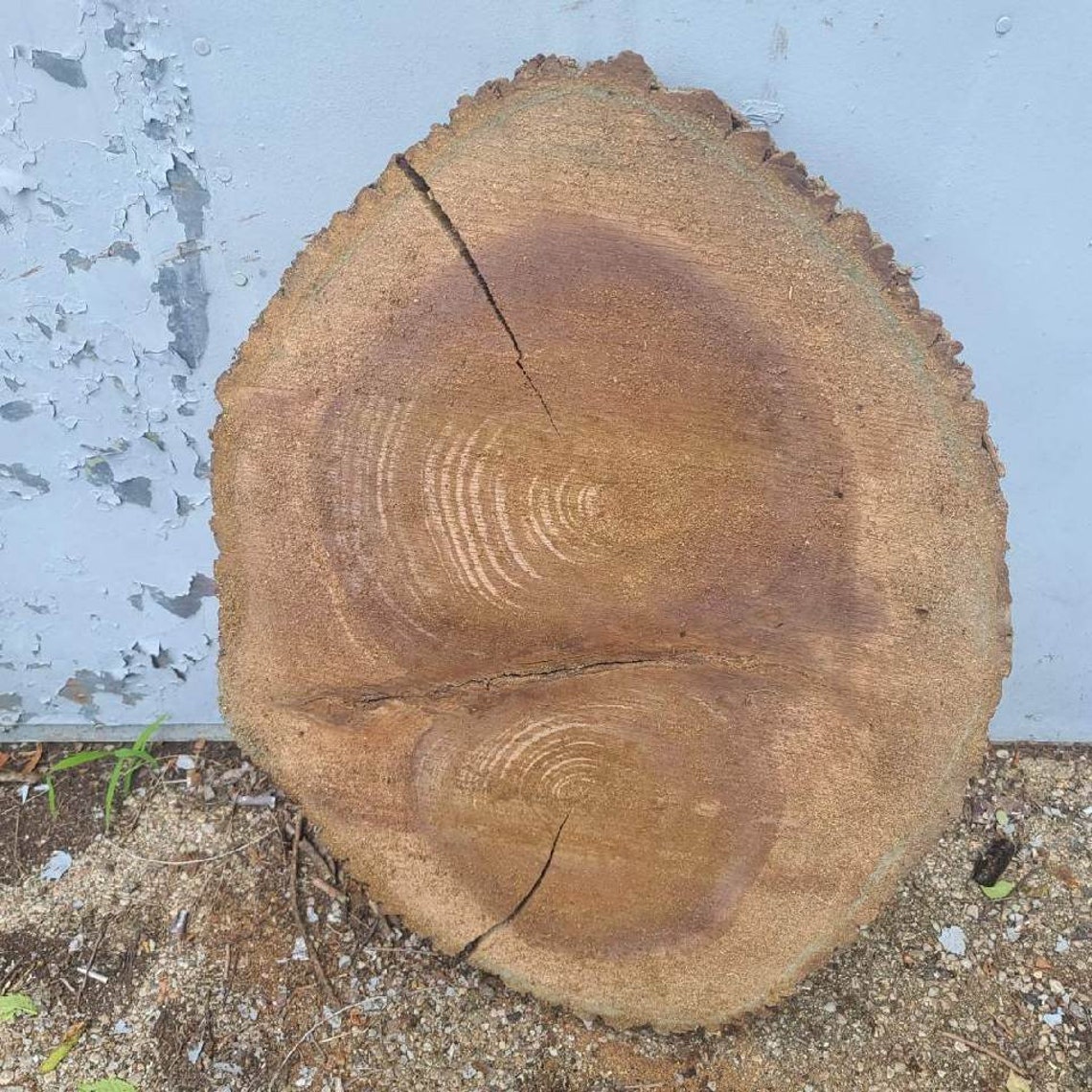 Nature's Elegance: Black Walnut Rounds Collection - Etsy