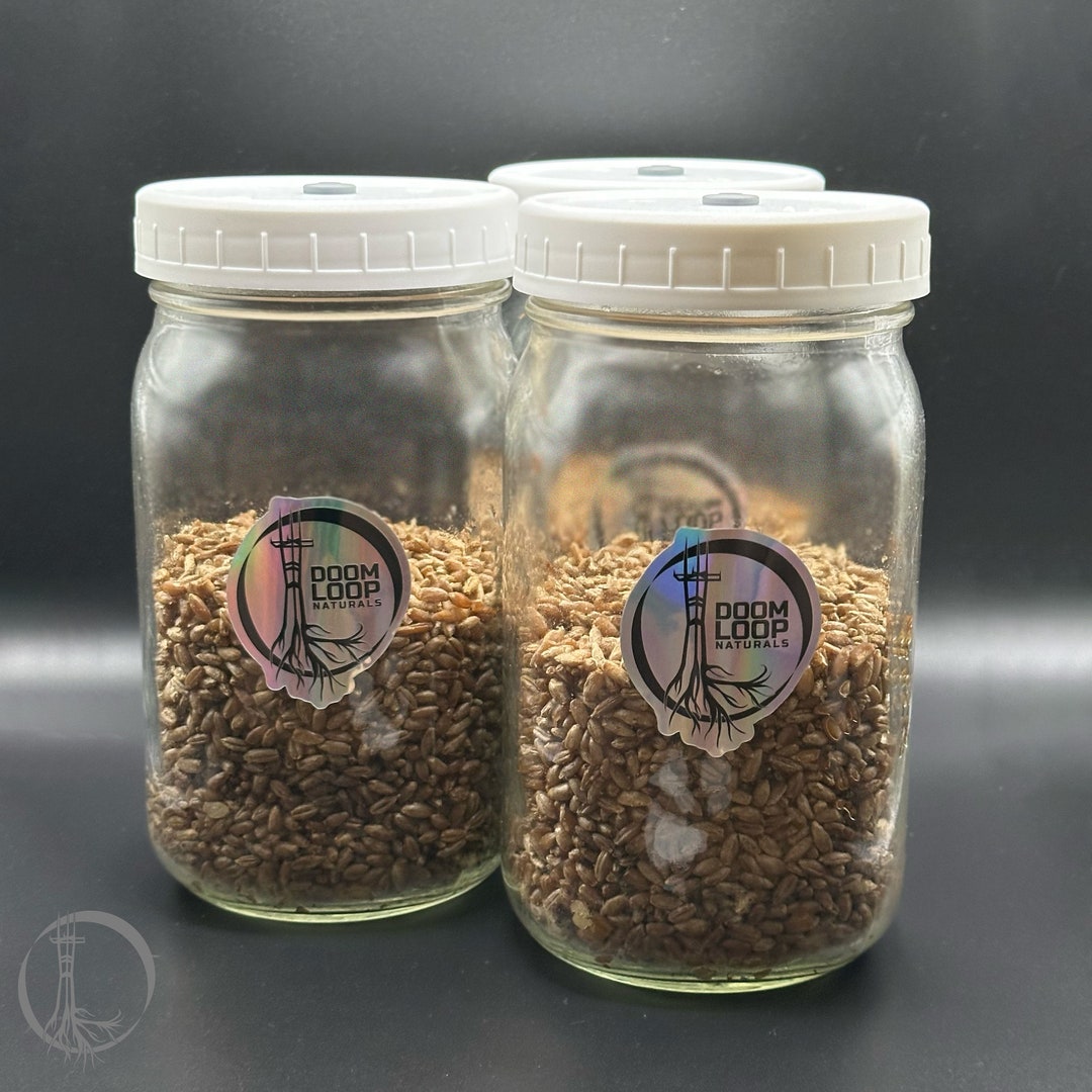 3x Mushroom Rye Grain Jars, Ready-to-use, Organic - Etsy