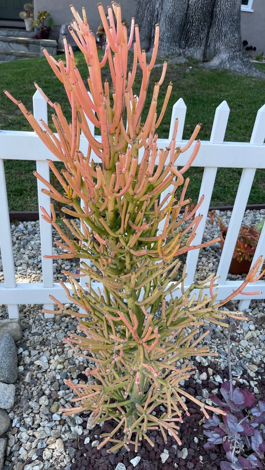 Fire Sticks Succulent Cutting - Etsy