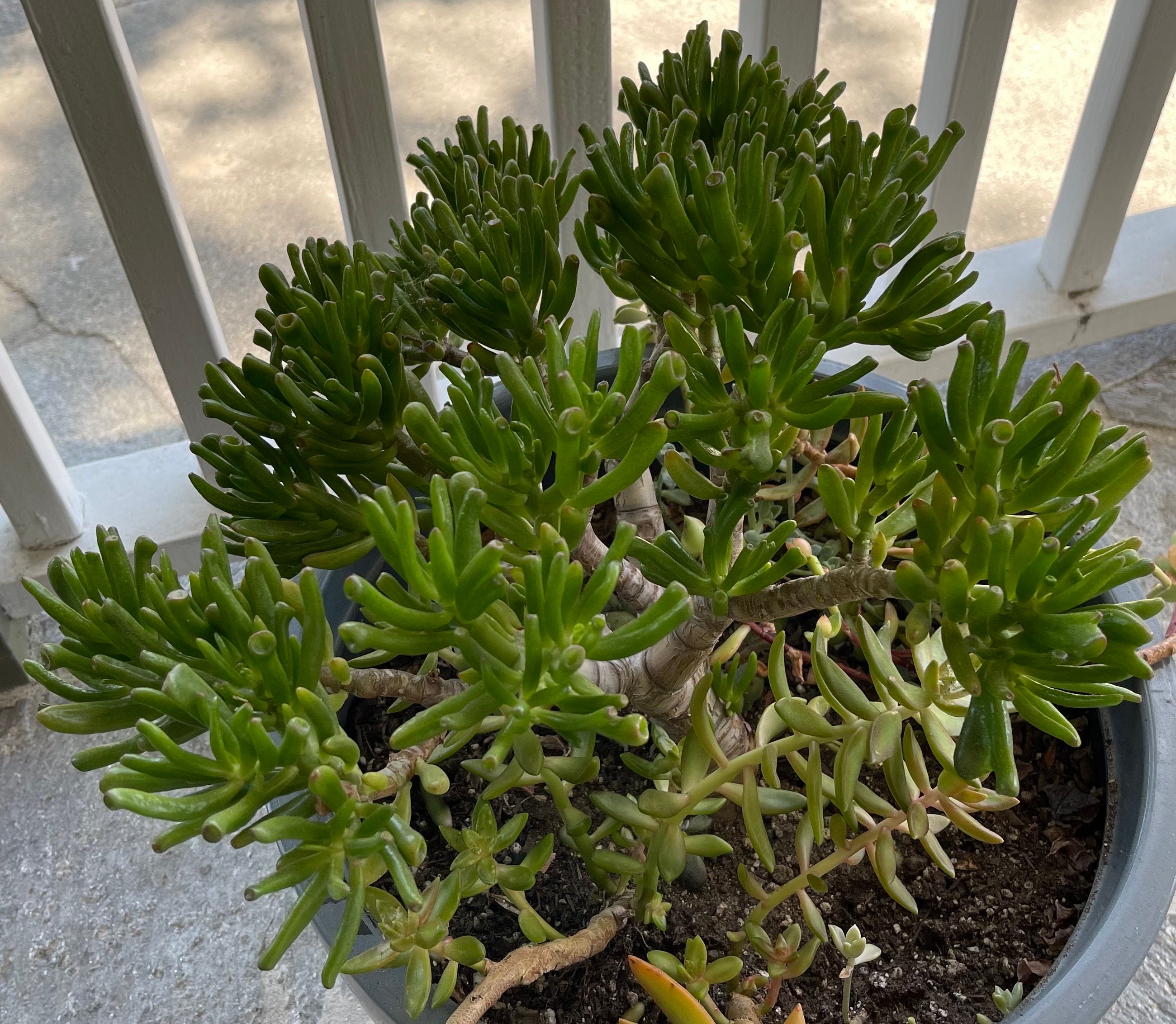 Ogre Ears “shrek Ears” Succulent Cutting - Etsy