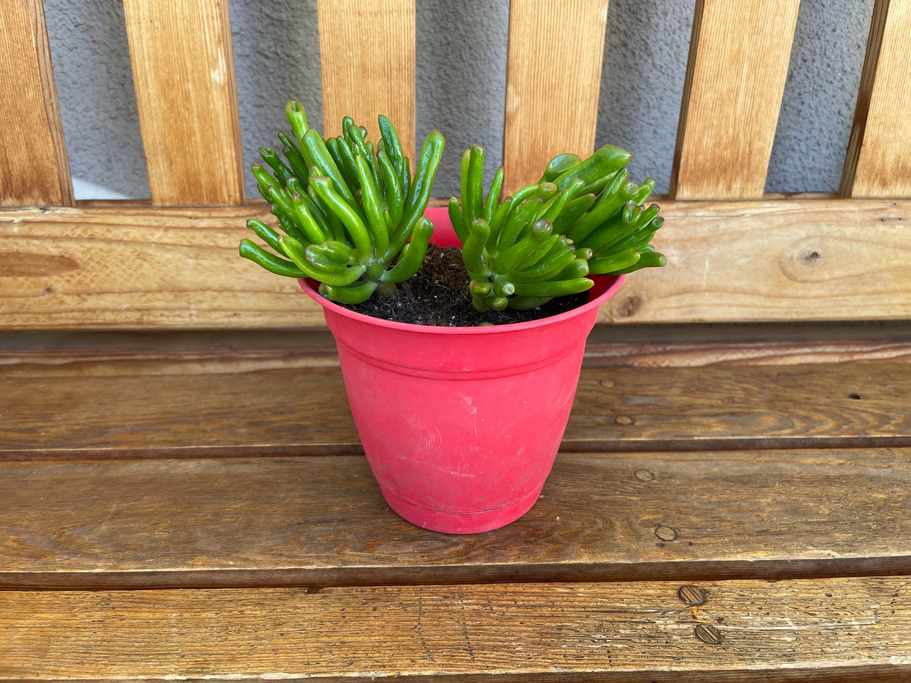 Ogre Ears “shrek Ears” Succulent Cutting - Etsy