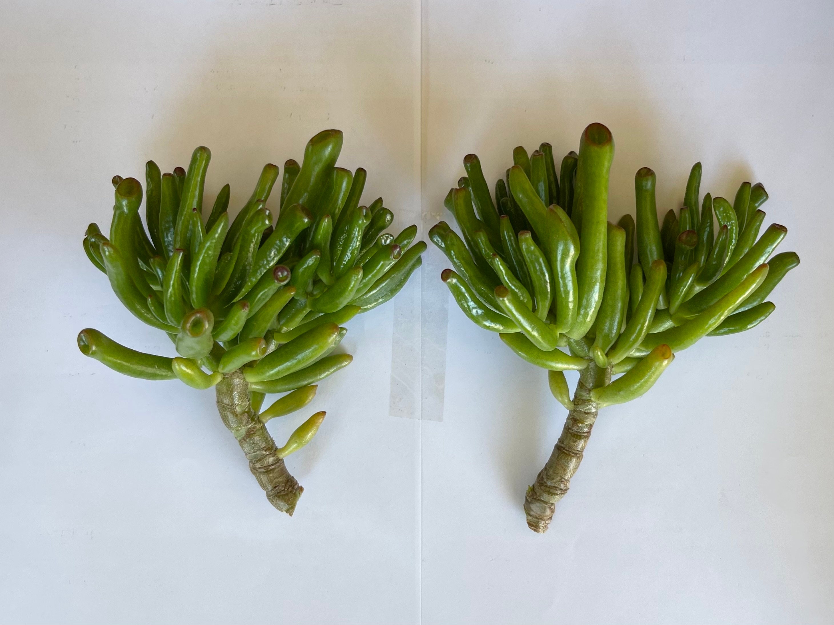 Ogre Ears “shrek Ears” Succulent Cutting - Etsy