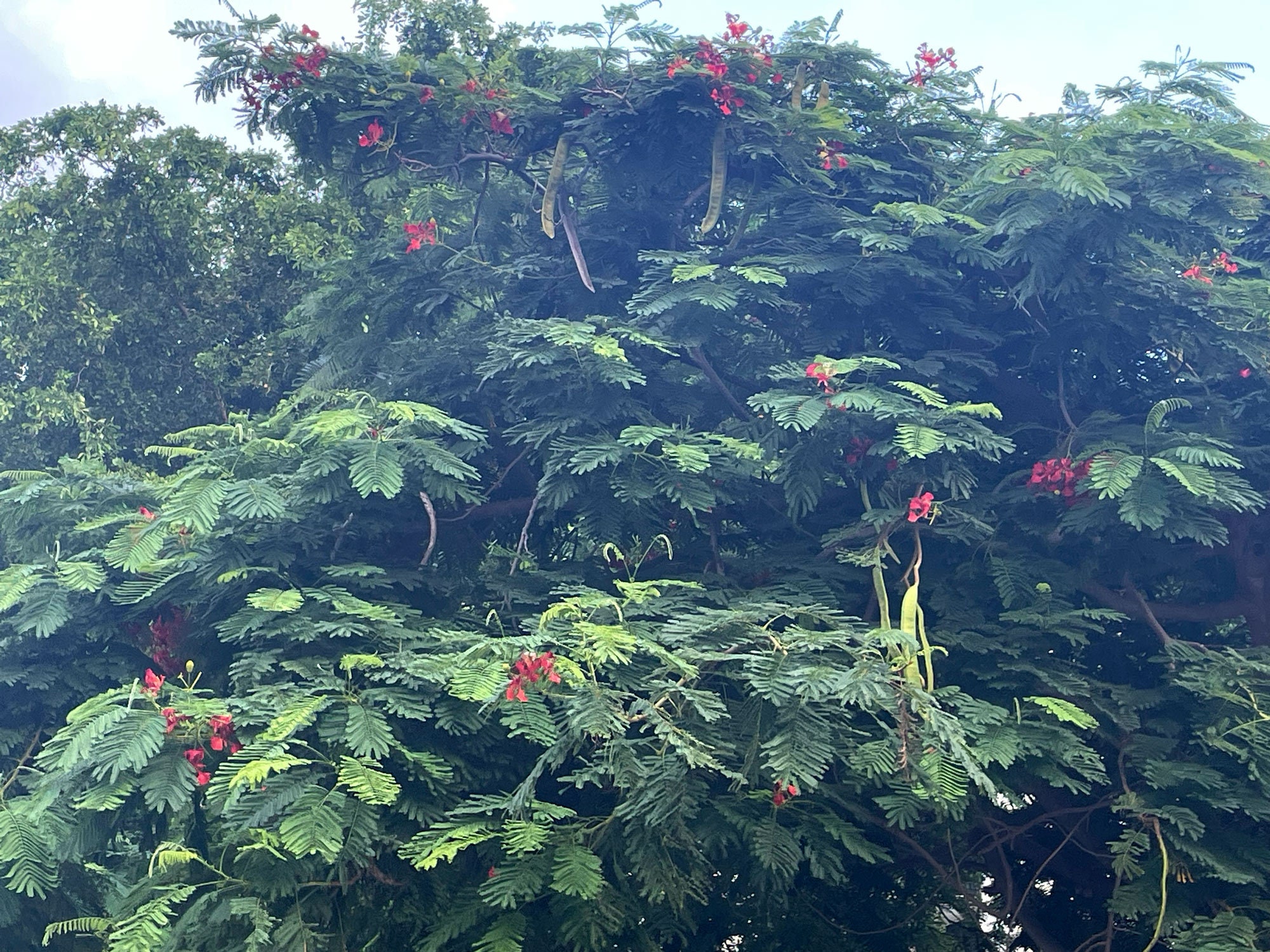 Flame Tree Delonix Regia Royal Poinciana - Etsy