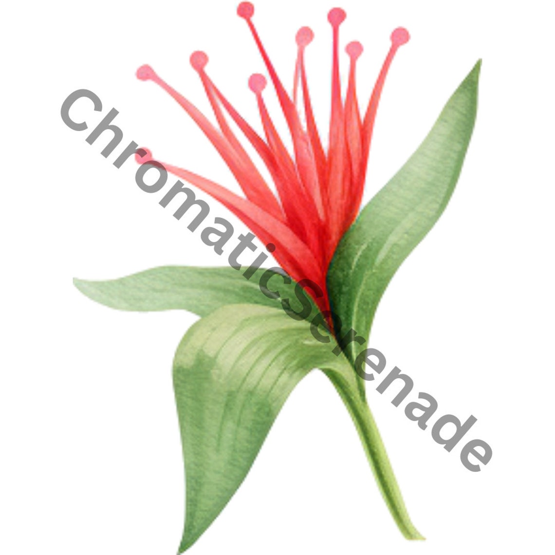 Watercolor Tropical Leaves Clipart Watercolor Tropical - Etsy