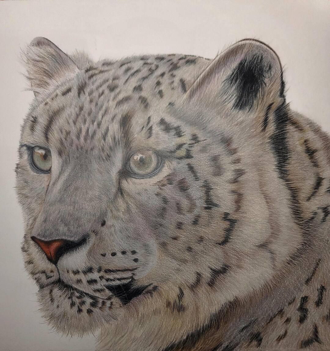12x12 Snow Leopard Pencil Drawing Professional - Etsy