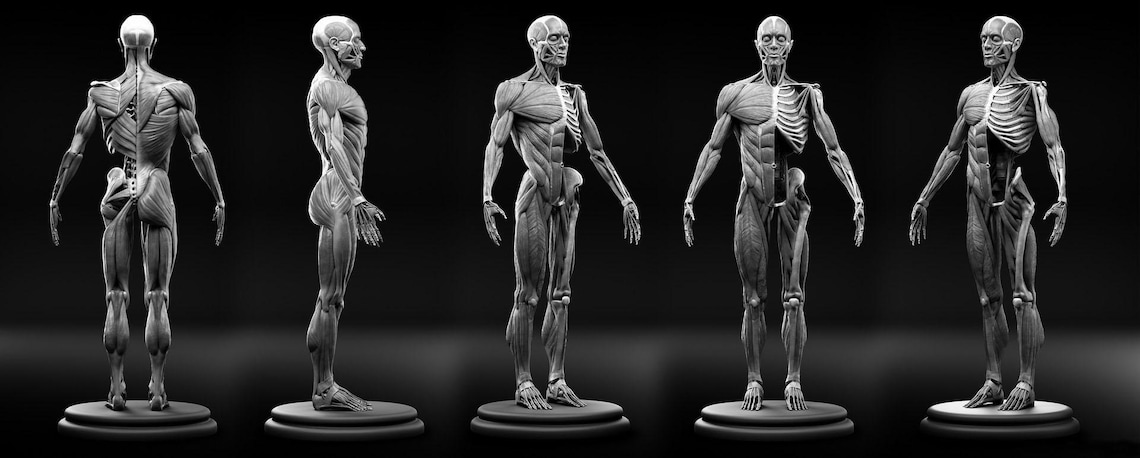 Ecorche Muscle System 3D Print Model STL File for Artists & Sculptors ...