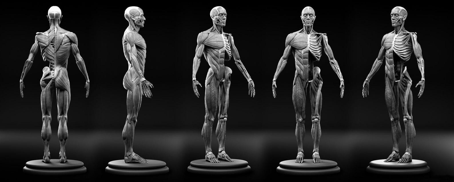 Ecorche Muscle System 3D Print Model STL File for Artists & Sculptors - Human Figure Anatomy ...