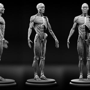 Ecorche Muscle System 3D Print Model STL File for Artists & Sculptors ...