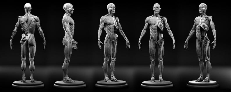Ecorche Muscle System 3D Print Model STL File for Artists & Sculptors ...