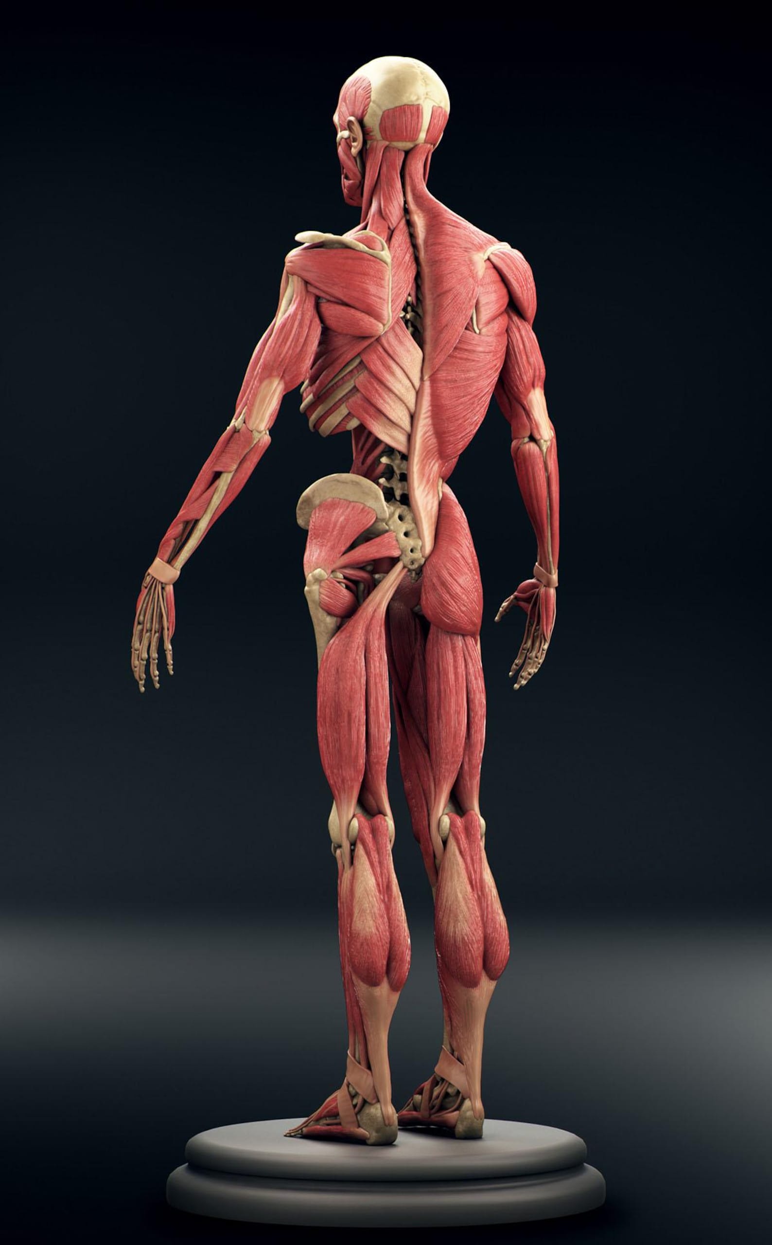 Ecorche Muscle System 3D Print Model: Human Anatomy STL File (digital ...
