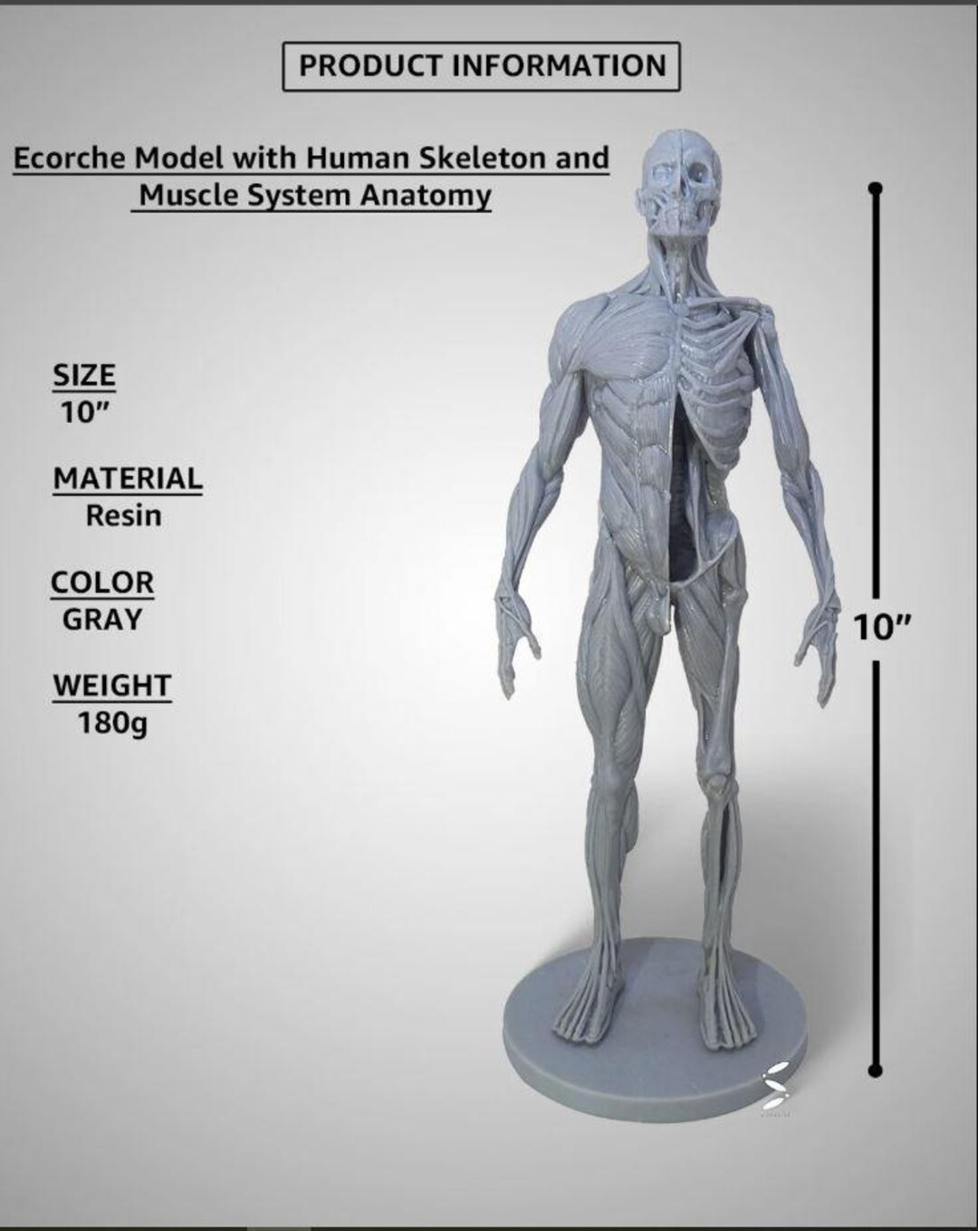 Ecorche Model - Human Skeleton & Muscle System Anatomy for Educational ...