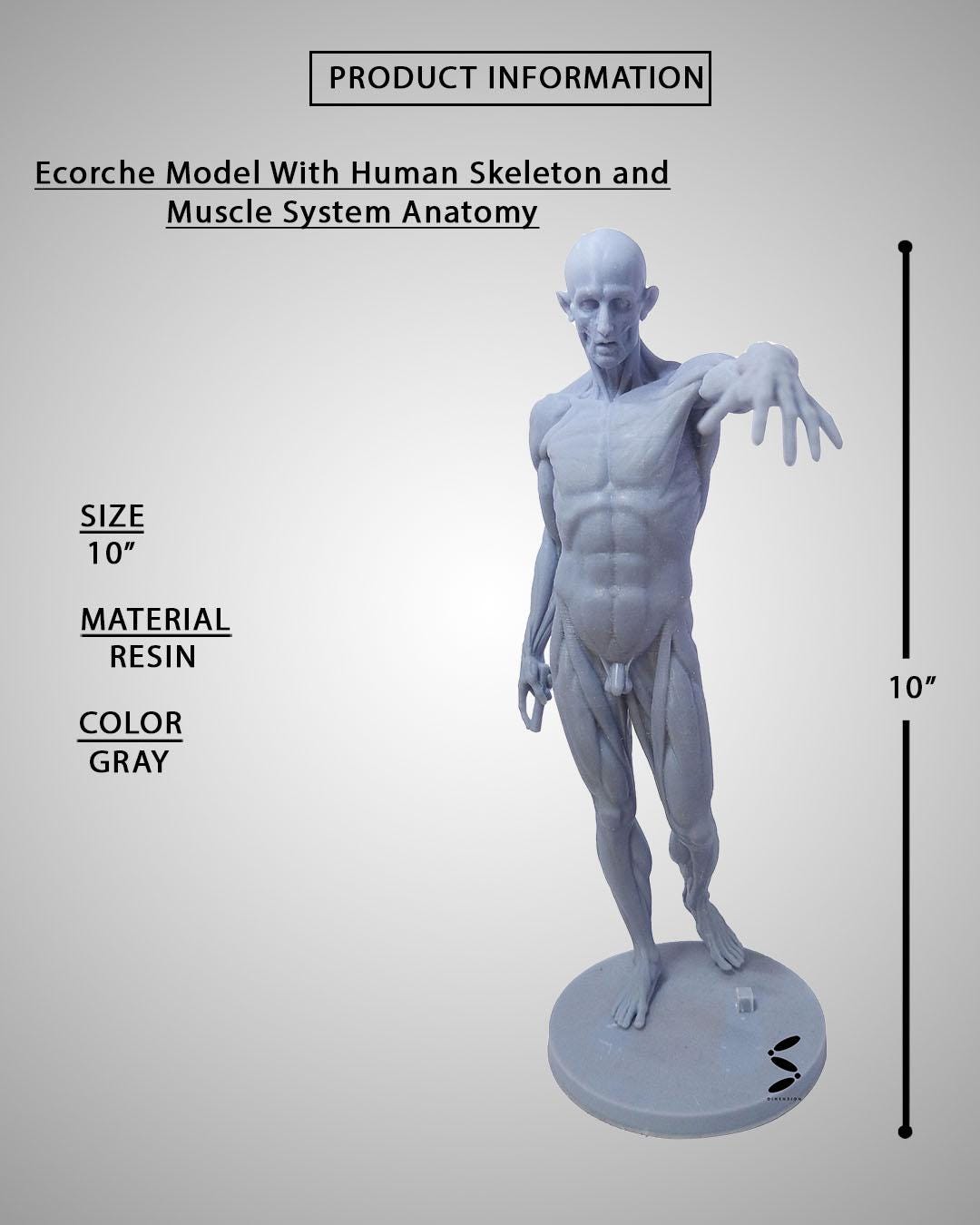 3D Printed Ecorche Model - Human Skeleton & Muscle System Anatomy for ...