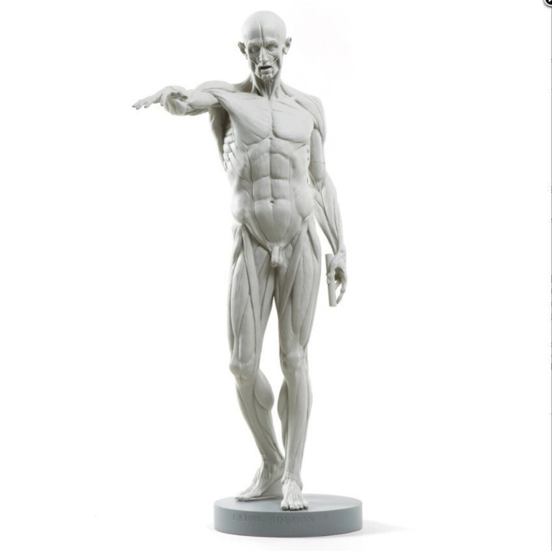 Stl 3D print model Ecorche Muscle System Anatomy Human Figure - Etsy Polska