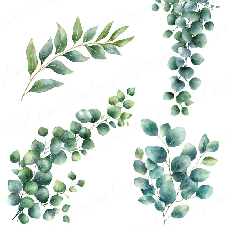 Watercolour Eucalyptus PNG Clipart Bundle | Transparent Backgrounds ...