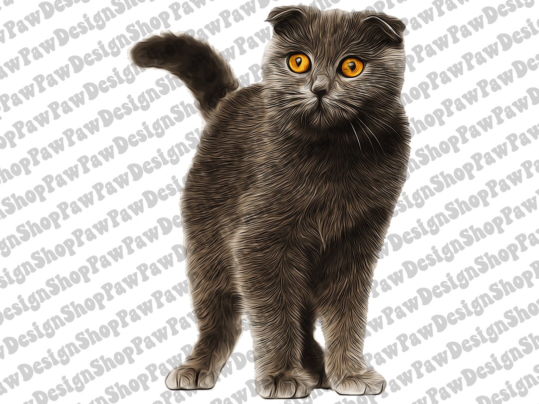 British Shorthair Png, Cat Png, British Shorthair Clipart, Cat Clipart ...