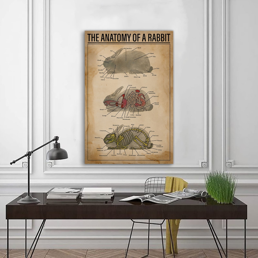The Anatomy of A Rabbit Poster, Knowledge Poster, Rabbit Poster, Breeds ...