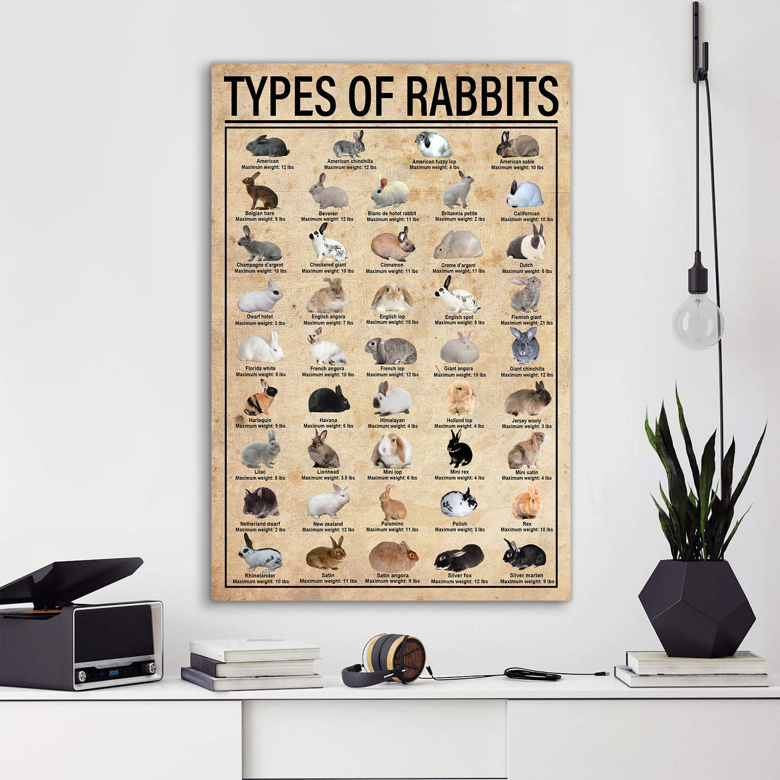 Types of Rabbits Knowledge Poster, Rabbits Poster, Knowledge Lovers ...