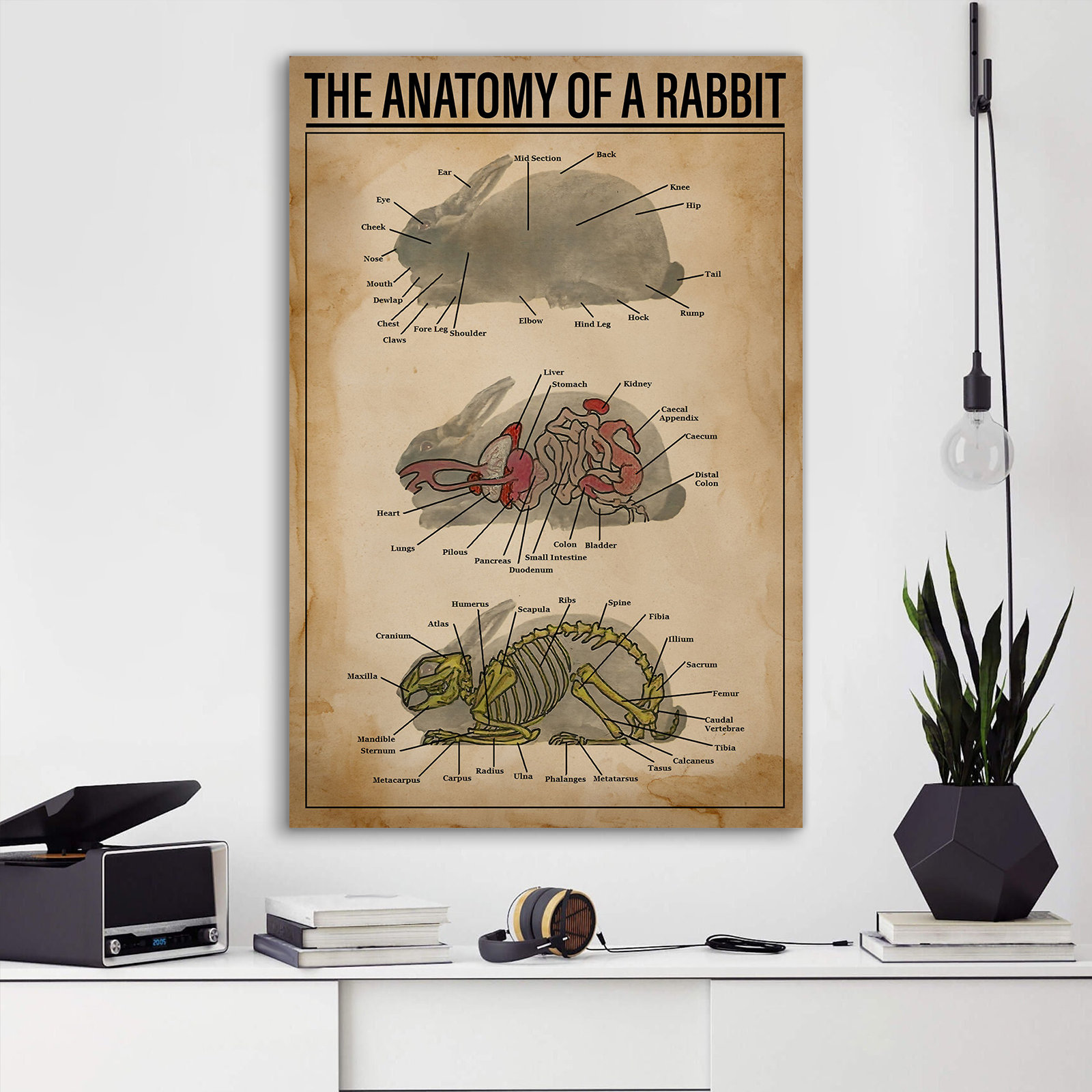 The Anatomy of A Rabbit Poster, Knowledge Poster, Rabbit Poster, Breeds ...