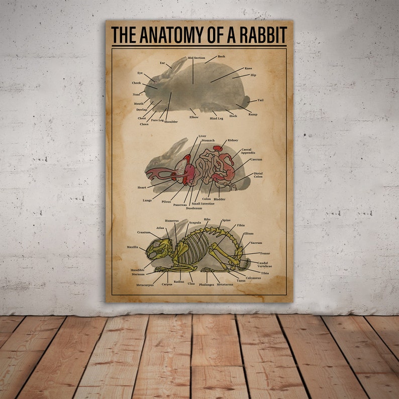 The Anatomy of A Rabbit Poster, Knowledge Poster, Rabbit Poster, Breeds ...