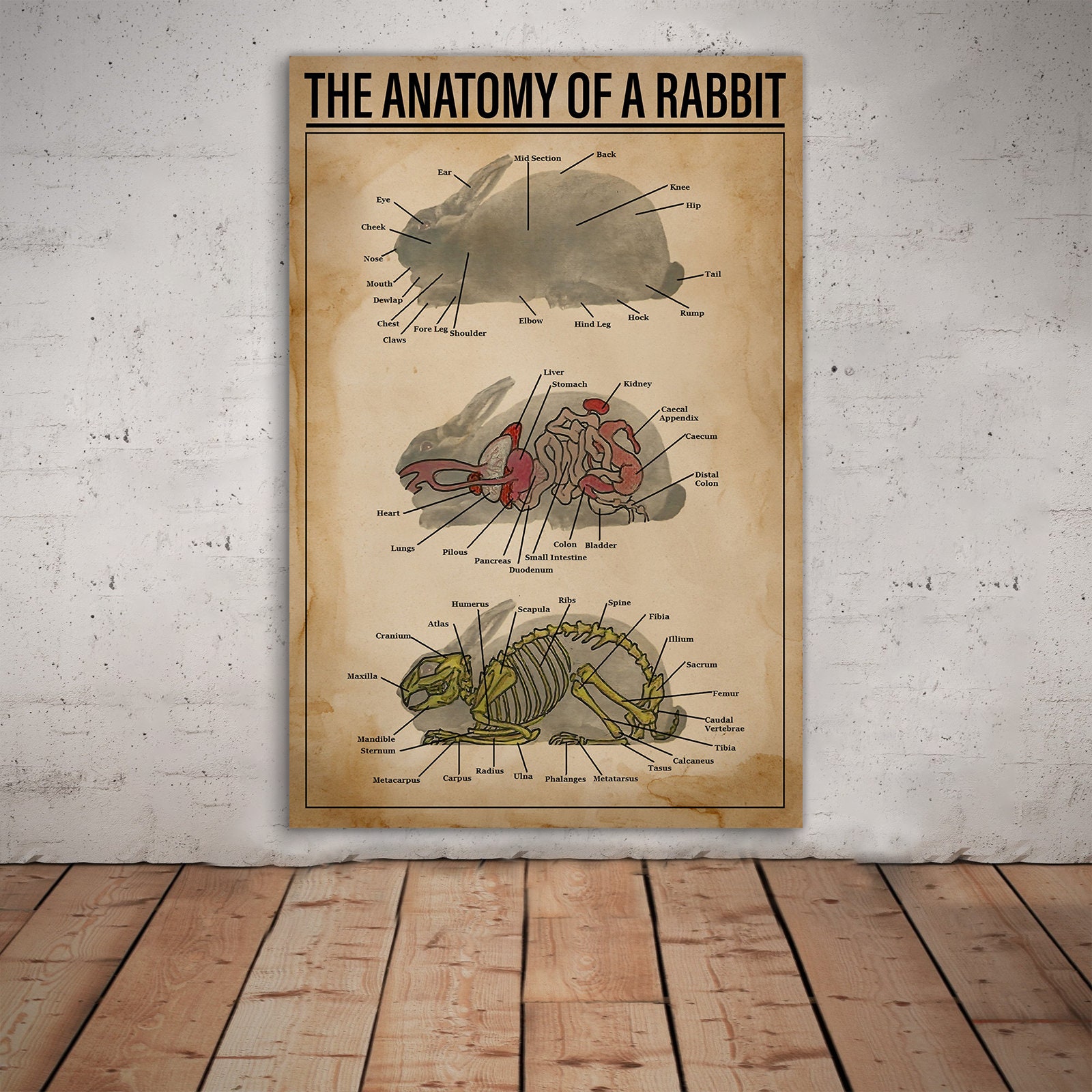 The Anatomy of A Rabbit Poster, Knowledge Poster, Rabbit Poster, Breeds ...