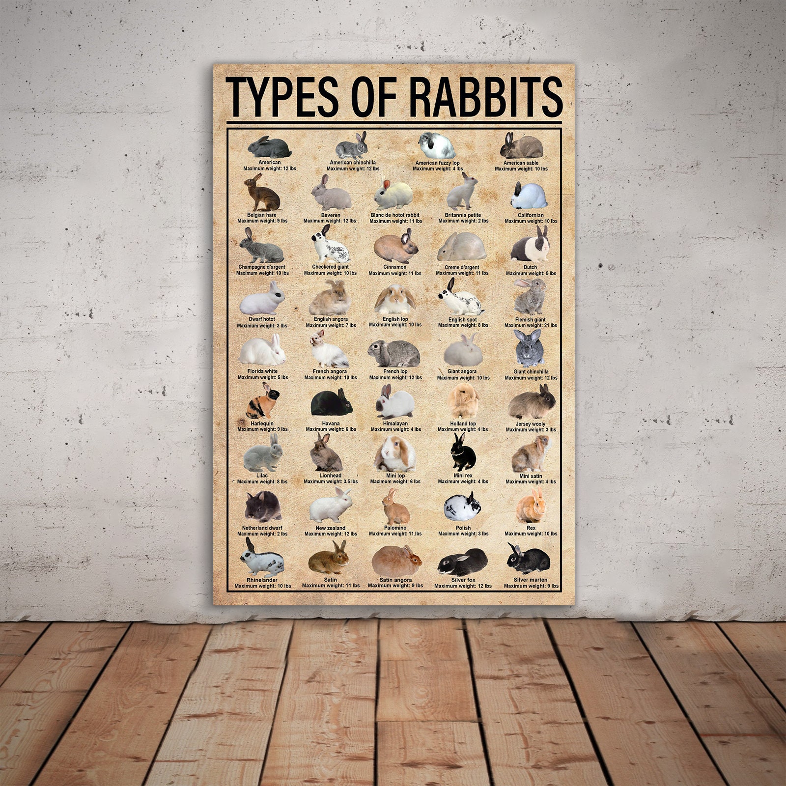 Types of Rabbits Knowledge Poster, Rabbits Poster, Knowledge Lovers ...