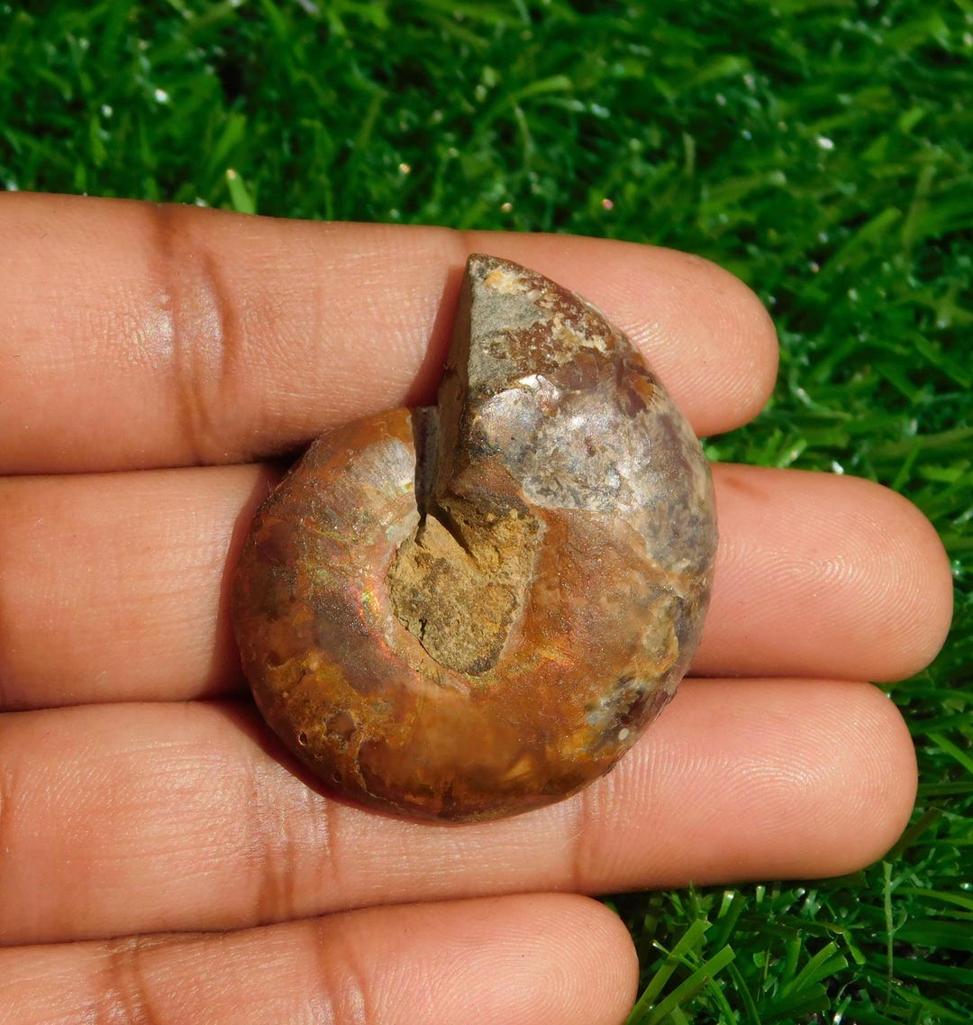 Natural Fossil Conch Shell Craft Collection, Natural Crystal Iridescent ...