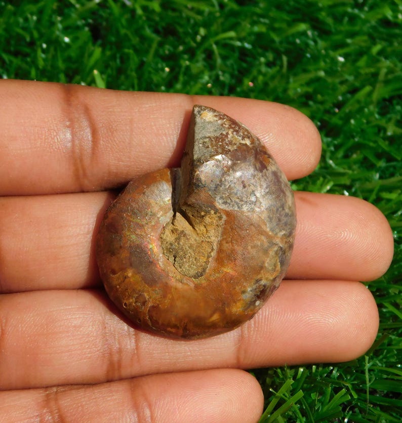 Natural Fossil Conch Shell Craft Collection, Natural Crystal Iridescent ...