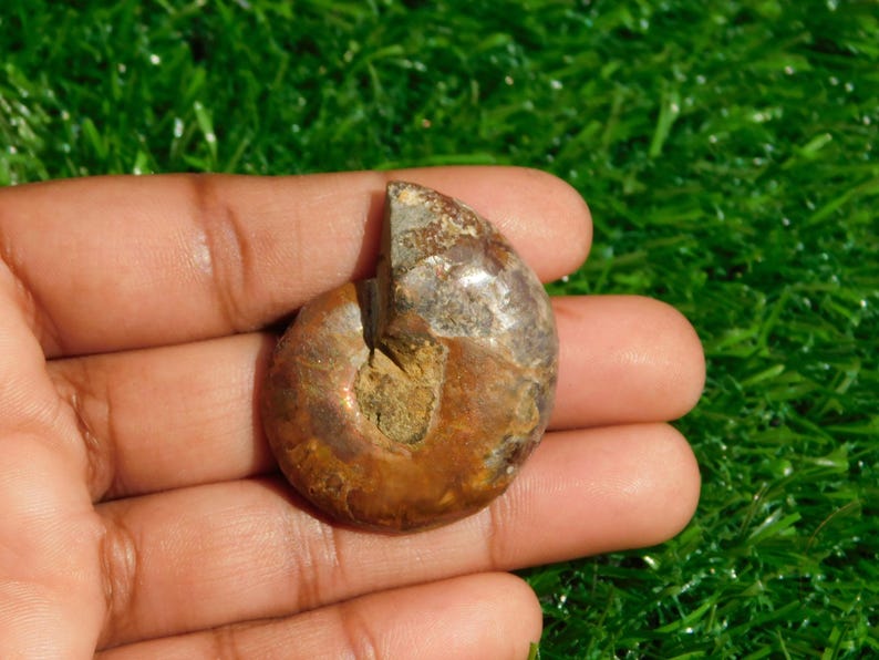 Natural Fossil Conch Shell Craft Collection, Natural Crystal Iridescent ...