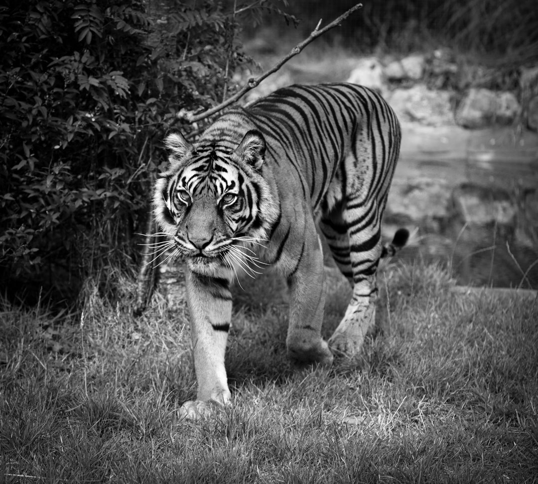 Tiger Prowling - Etsy