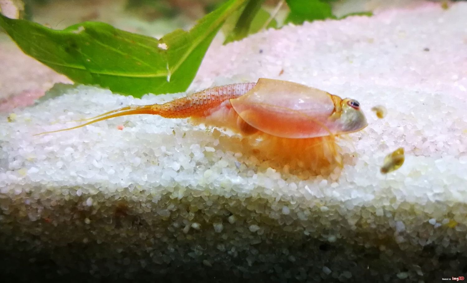 50 Live Triops Eggs Longicaudatus Granarius Cancriformis Australiansis ...