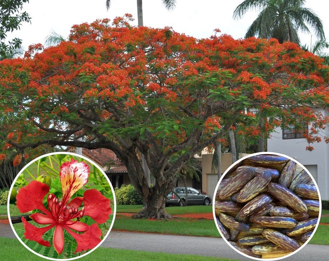 Delonix Elata Tree 5 Seeds, White Gulmohar Poinciana Bonsai Garden ...