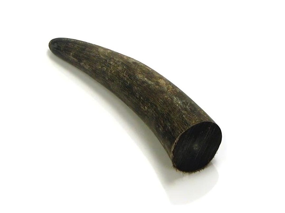 Natural Ox Horn Tips: Crafting Handles, Bow Nocks (30mm X 100mm Approx ...