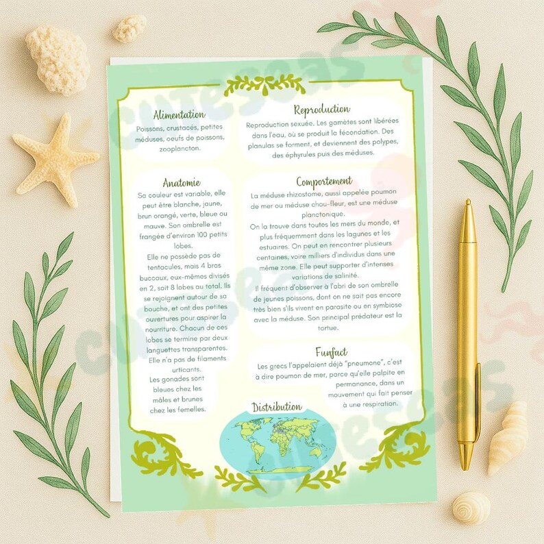 Illustrated Fact Sheet | Cauliflower Jellyfish - Rhizostoma | Printable ...