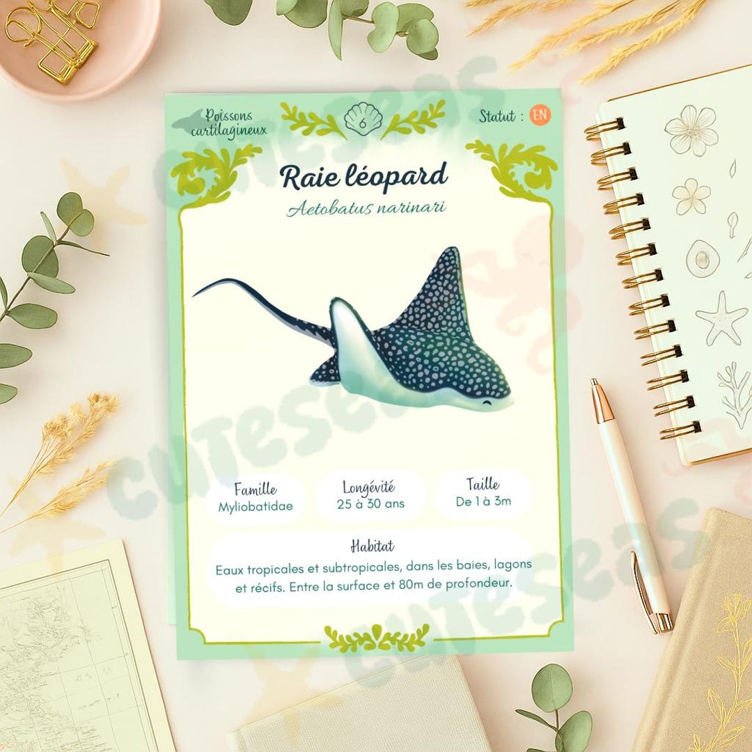 Illustrated Educational Card | Spotted Eagle Ray – Aetobatus Nari Nari ...