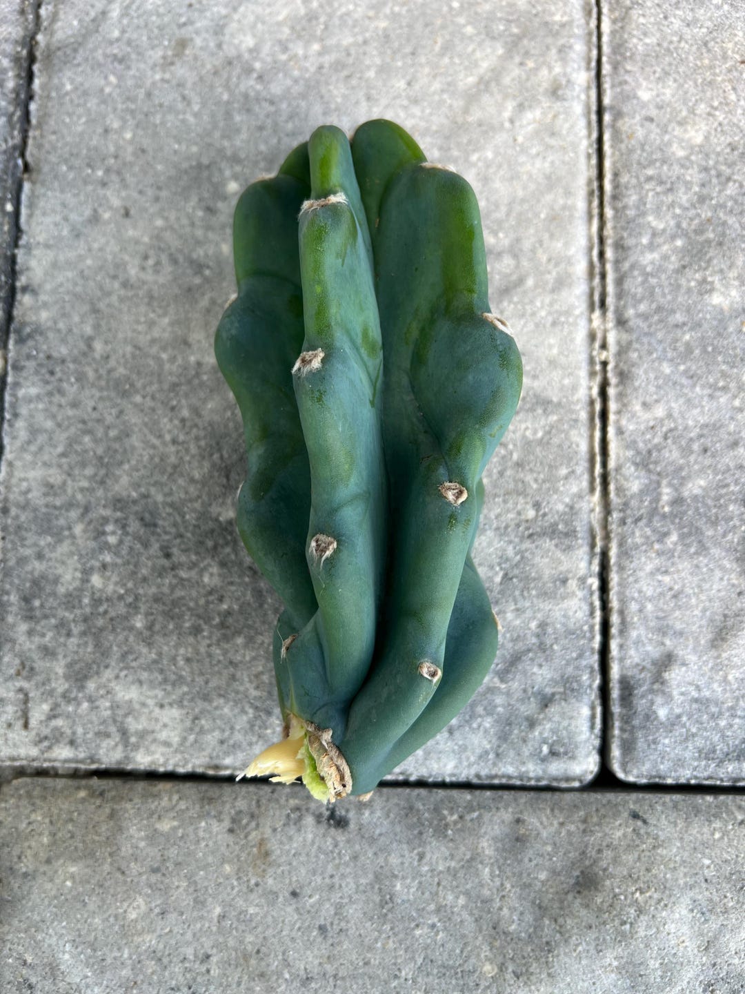 Cuddly Cactus Pup - Etsy