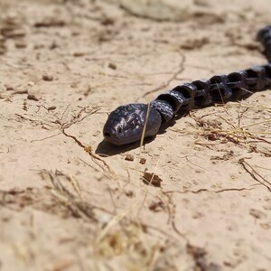 Fidget Snake Toy 3D Printed - 2ft Long - 34 Grams - Different Color ...