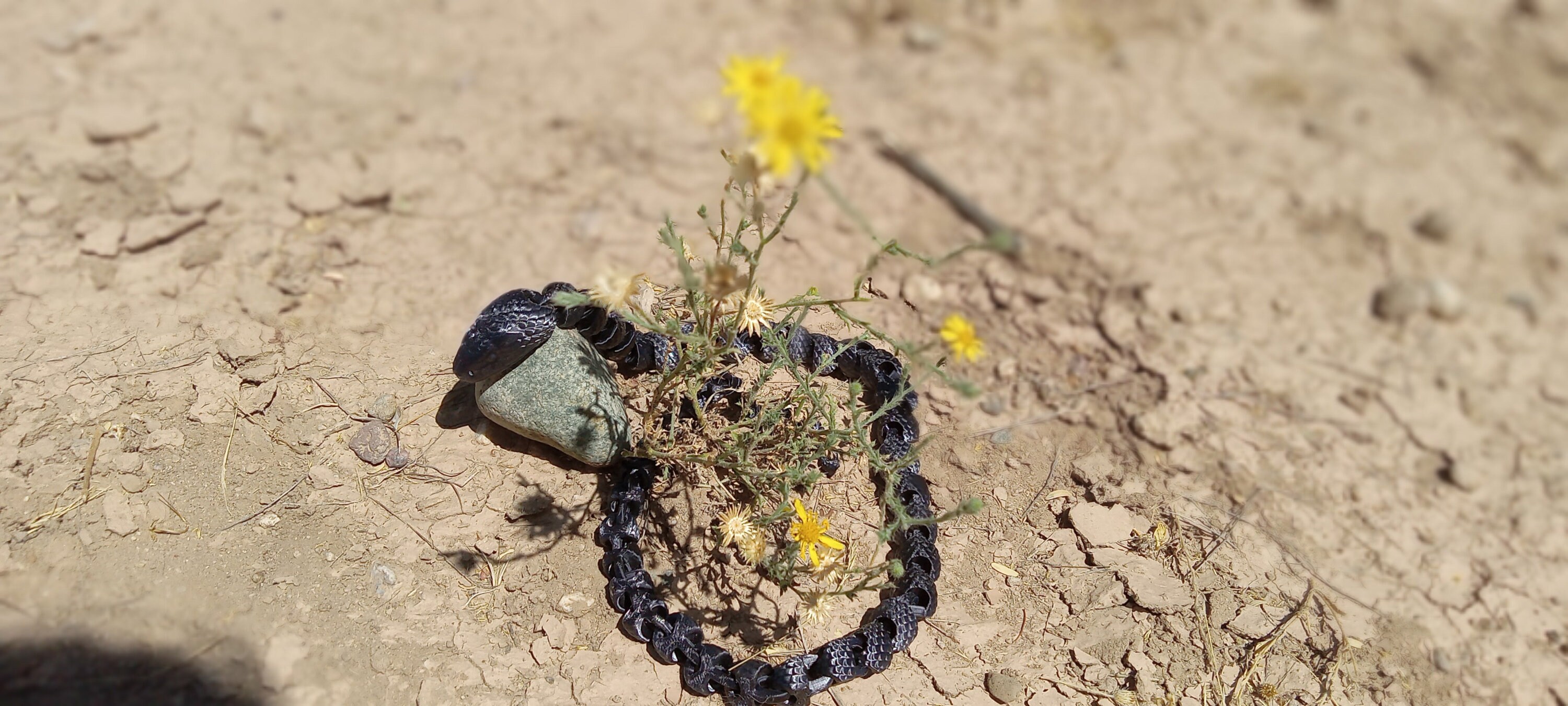Fidget Snake Toy 3D Printed - 2ft Long - 34 Grams - Different Color ...