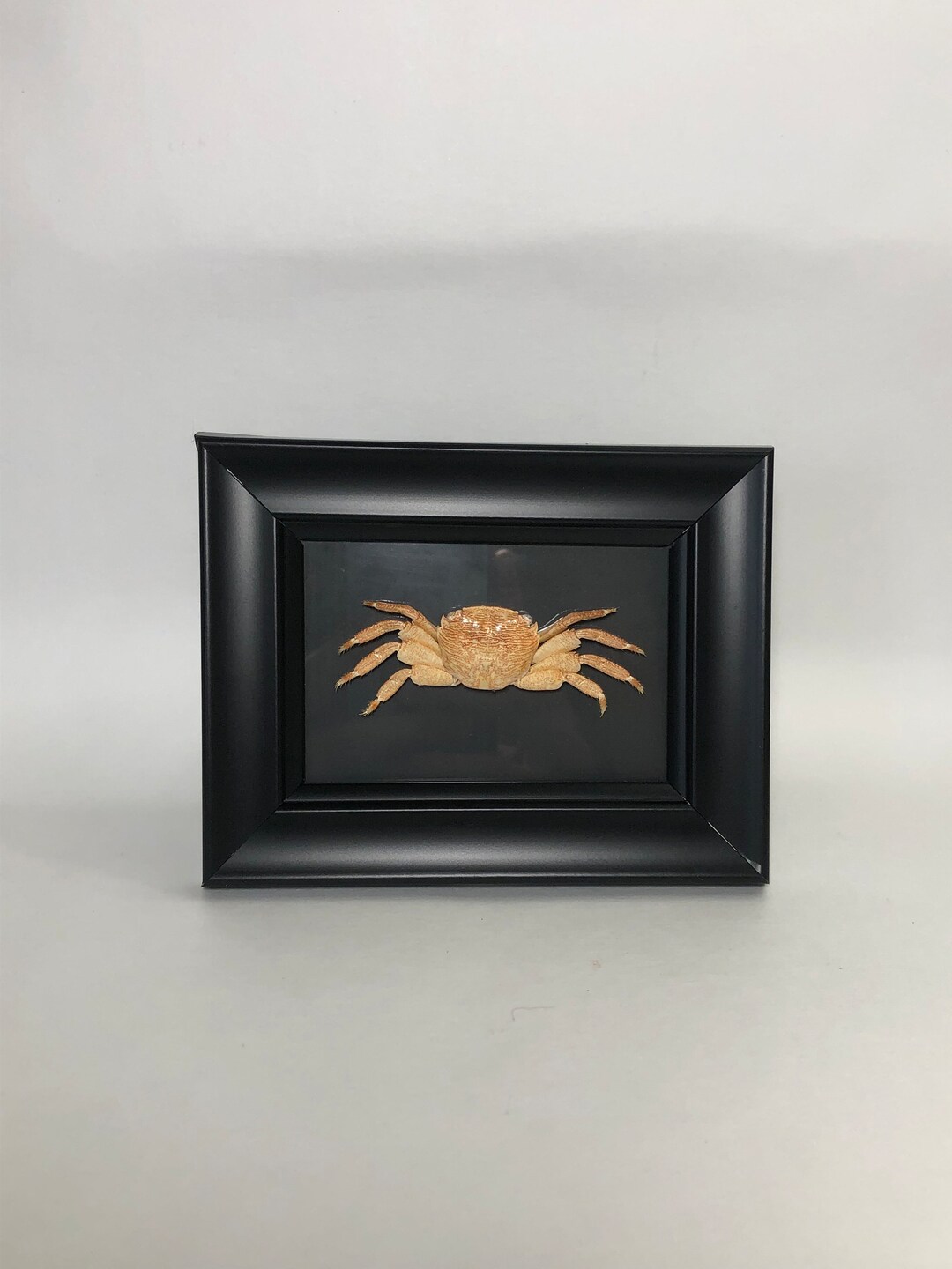 Shore Crab Black Frame - Etsy