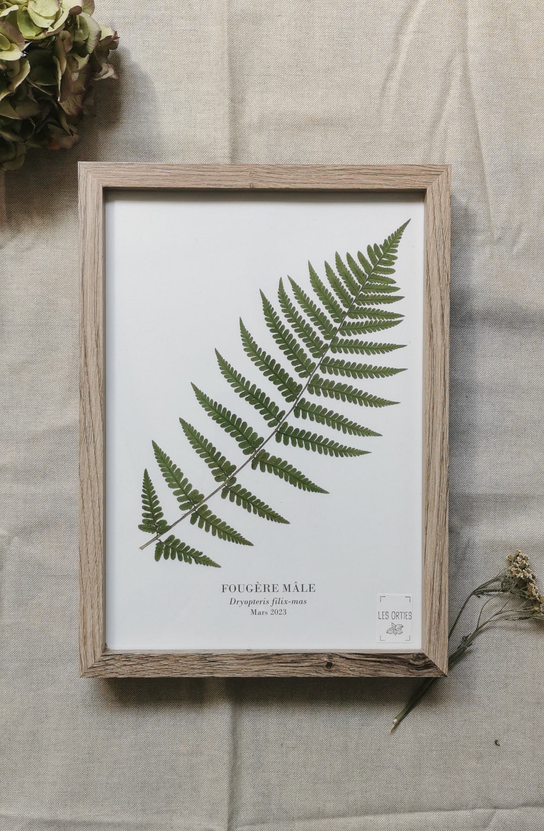 Fern Herbarium Frame - Etsy