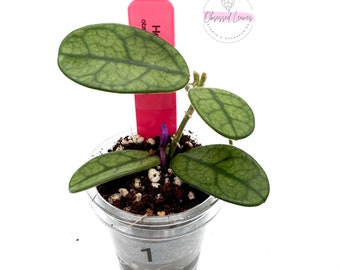 ObsessedLeaves - Etsy