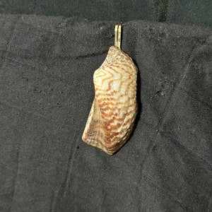 Seashell Barrette Turkey Wing Shell - Etsy
