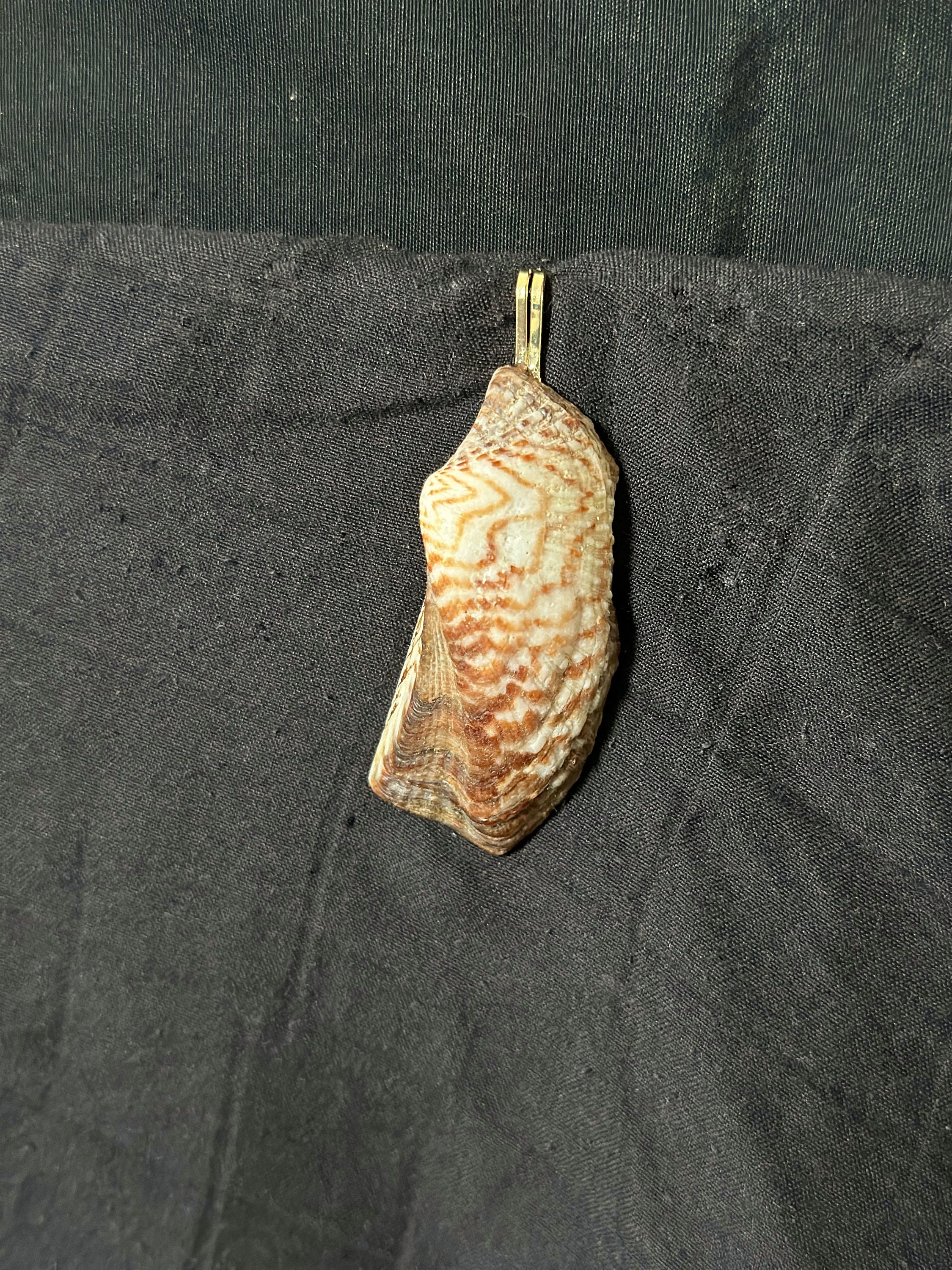 Seashell Barrette Turkey Wing Shell - Etsy