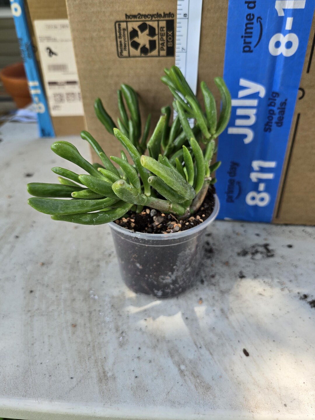 3 Gollum Jade Tree Cuttings - Etsy