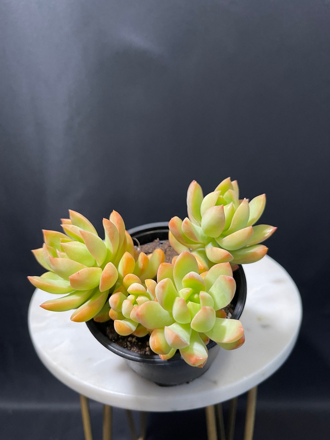 Sedum Adolphi 'rare' - Etsy