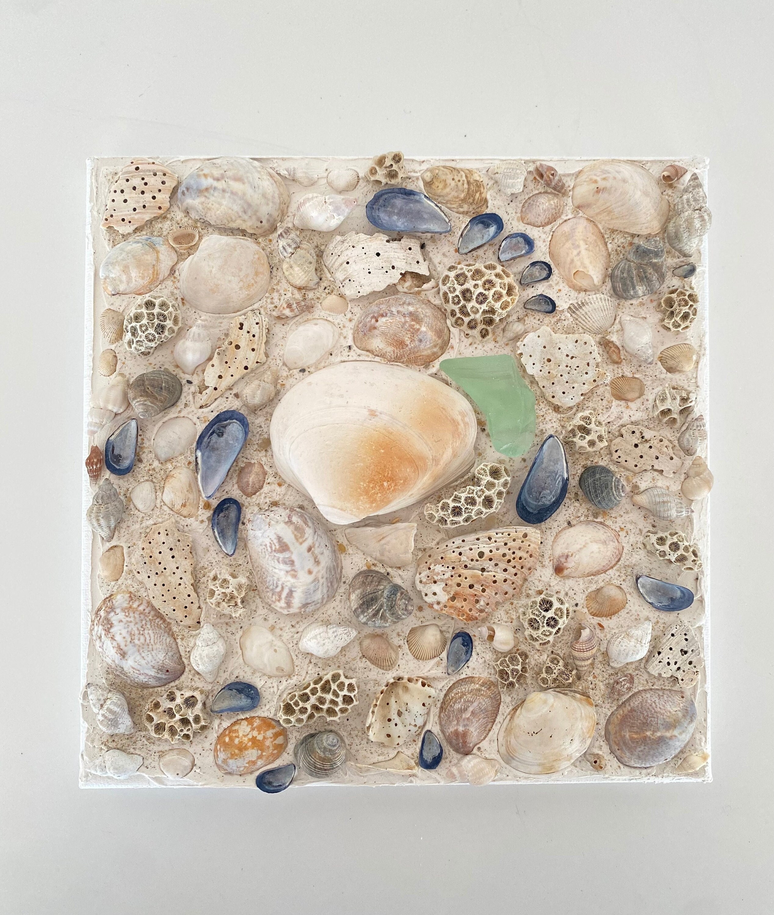 Assorted Ocean Blend Seashell Art, Beach Seashell Art, Coastal Decor, Shell Wall Art, Seashell ...
