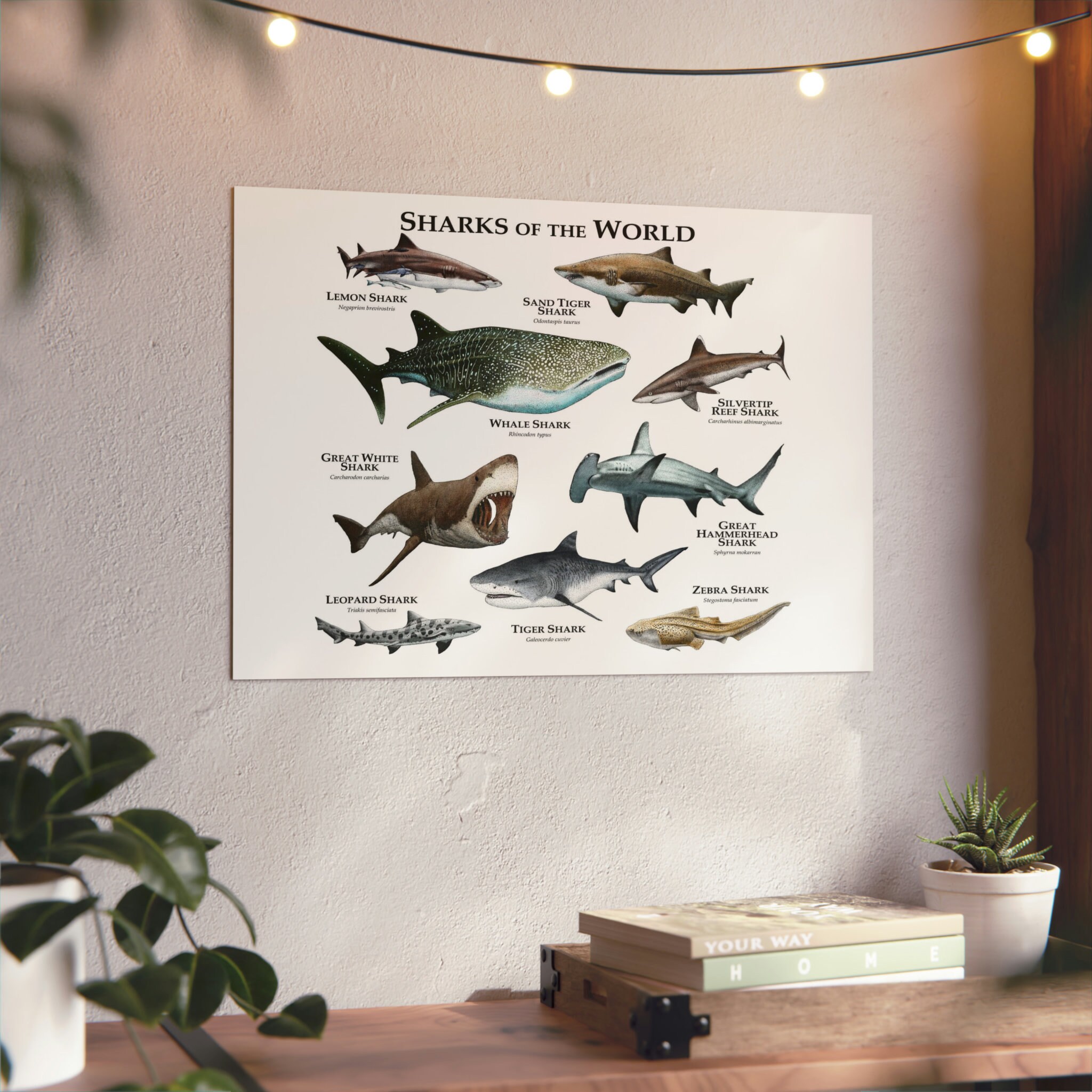 Sharks of the World Shark Week Ocean Lovers Oceanography - Etsy