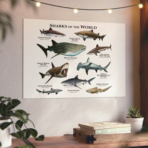 Sharks of the World | Shark Week | Ocean Lovers | Oceanography Marine ...